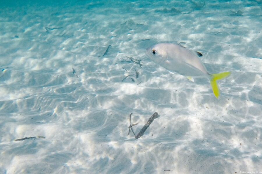 Las 7 mejores playas de República Dominicana para snorkel - La mochila ...
