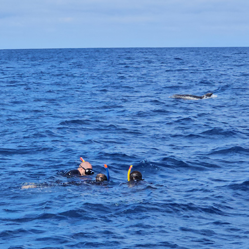 Nadar con delfines en Azores - Safari Azul Terçeira